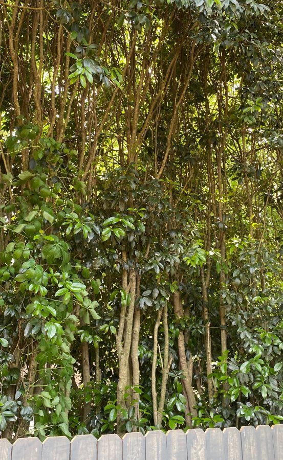 Tall thick privacy shrubs – Walter Reeves: The Georgia Gardener