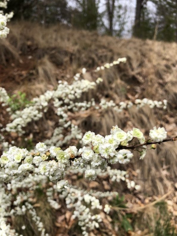White blooming shrub? Tree? – Walter Reeves: The Georgia Gardener