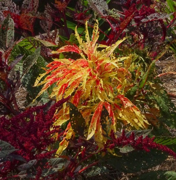 Unknown Solar Flare Plant – Walter Reeves: The Georgia Gardener