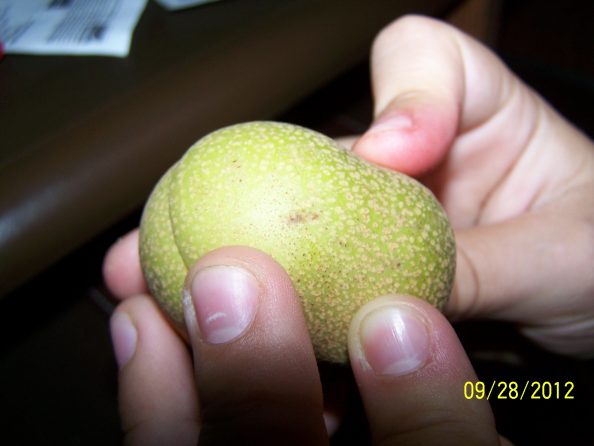 Mystry tree nuts – Walter Reeves: The Georgia Gardener