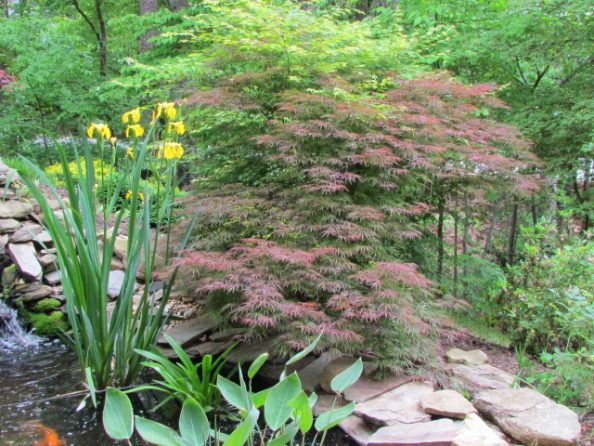 Lacy Leaf Maple – Walter Reeves: The Georgia Gardener