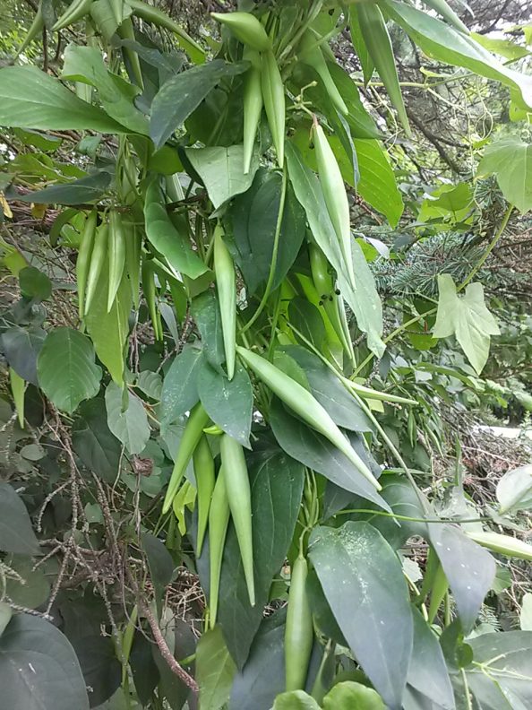 wild bean? weed? – Walter Reeves: The Georgia Gardener