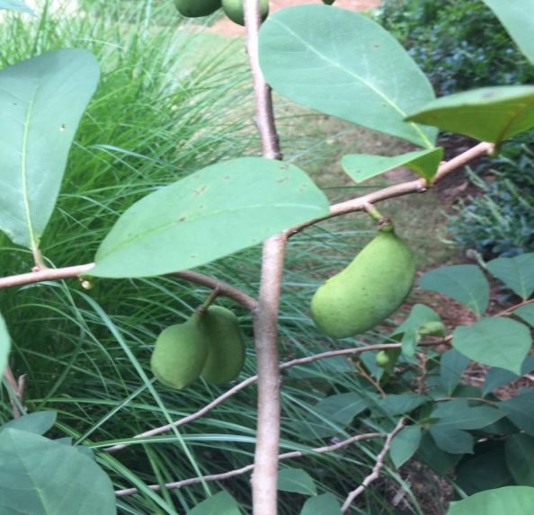 Tree in Georgia with large green pods – Walter Reeves: The Georgia Gardener
