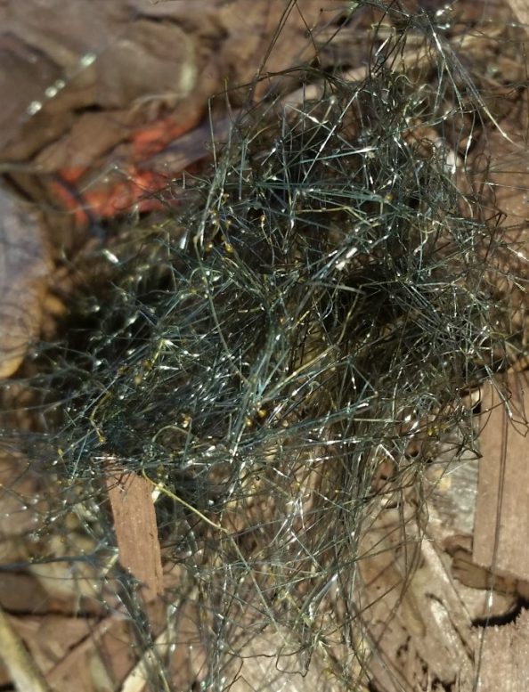 Alien grass – Walter Reeves: The Georgia Gardener