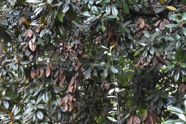 Magnolia tree disease? – Walter Reeves: The Georgia Gardener