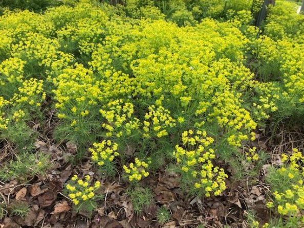 Yellow Fern-Like Plant – Walter Reeves: The Georgia Gardener