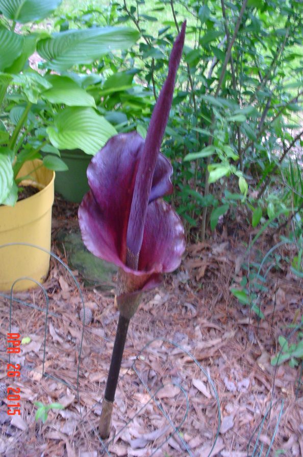 Snake Palm – Walter Reeves: The Georgia Gardener