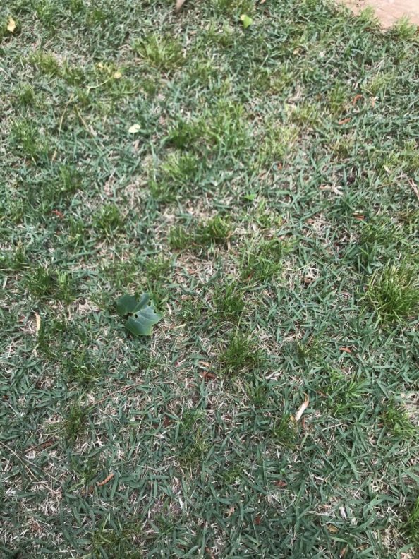 clump grassy weed – Walter Reeves: The Georgia Gardener