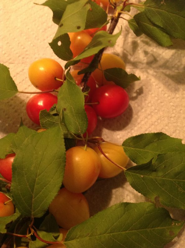 INVASIVE WEED WITH THORNS – Walter Reeves: The Georgia Gardener