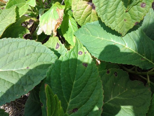 What is causing this “burn” like damage on my hydrangeas? – Walter ...