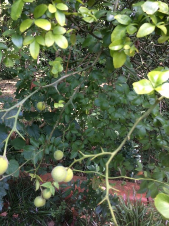 Wild lime tree – Walter Reeves: The Georgia Gardener