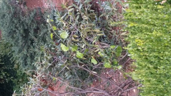 thorny vine – Walter Reeves: The Georgia Gardener