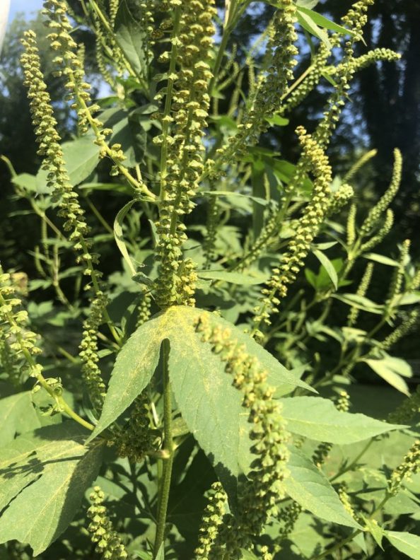 Big Leaf Ragweed – Identified – Walter Reeves: The Georgia Gardener