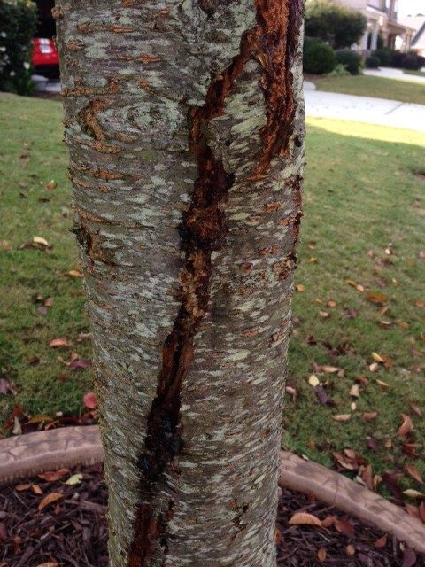 Cherry tree Disease or other proble – Walter Reeves: The Georgia Gardener