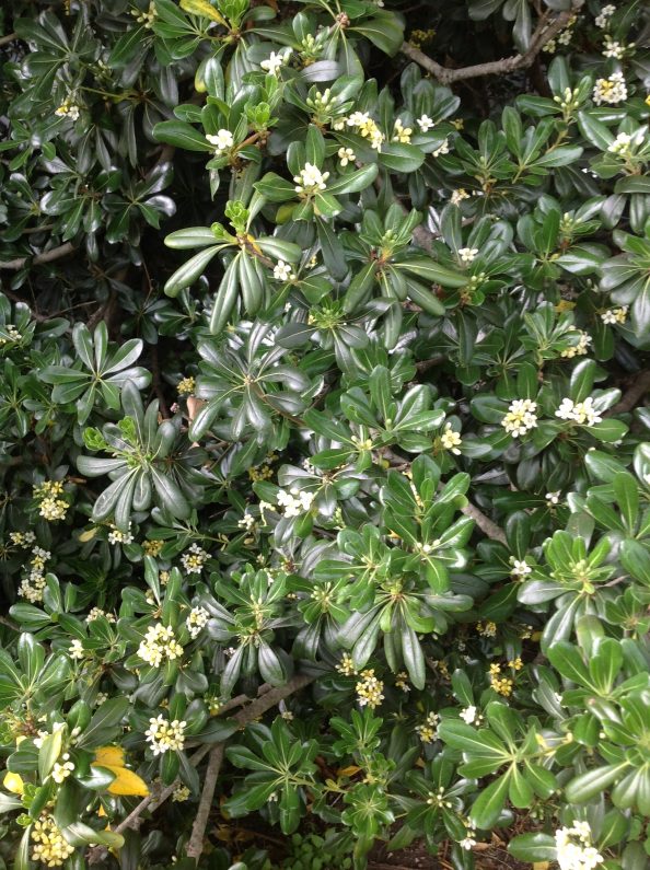 red stemmed weed? – Walter Reeves: The Georgia Gardener