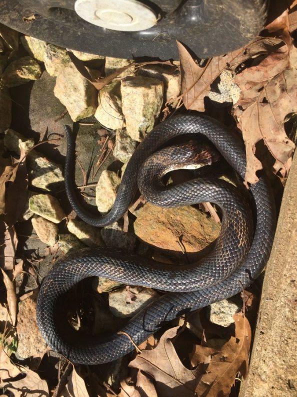 Black Racer – Identified – Walter Reeves: The Georgia Gardener