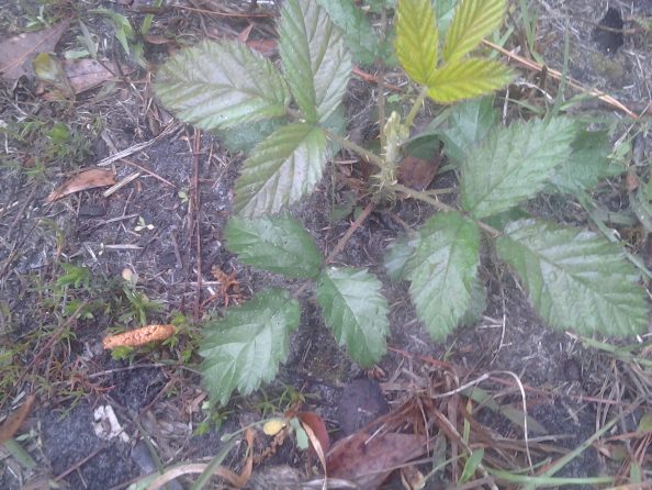 Whay kind of briars is this? – Walter Reeves: The Georgia Gardener