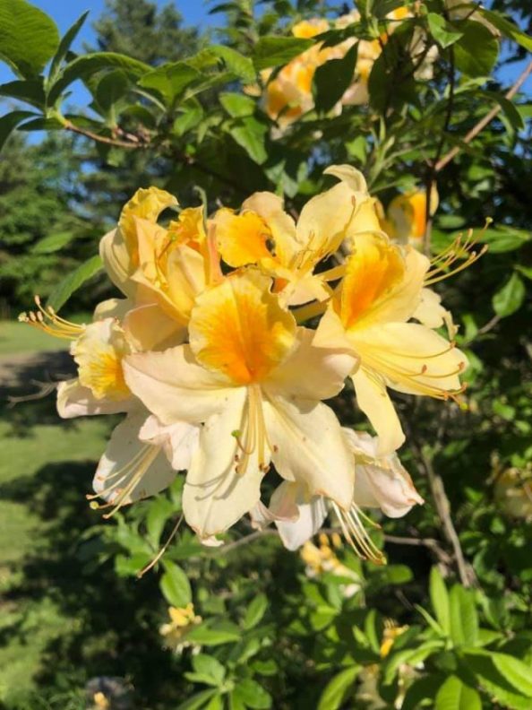 Deciduous Native Azalea – Identified – Walter Reeves: The Georgia Gardener