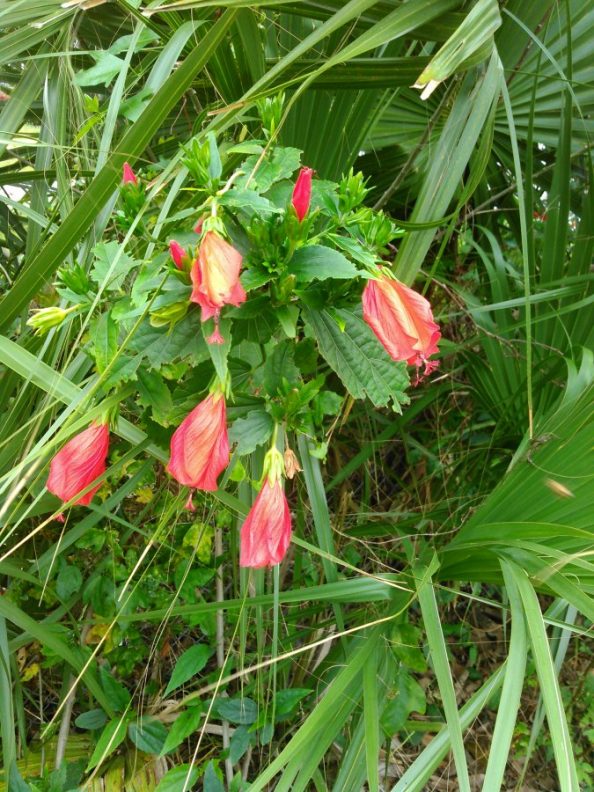 Red Flowered Plant or Weed? – Walter Reeves: The Georgia Gardener