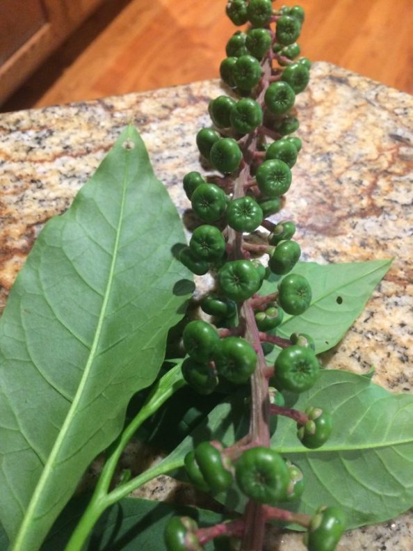 Unknown plant – Walter Reeves: The Georgia Gardener