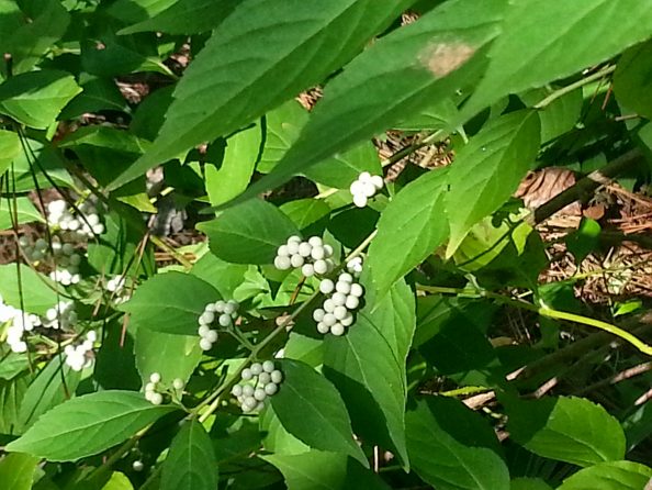 White Beauty Berry? – Walter Reeves: The Georgia Gardener
