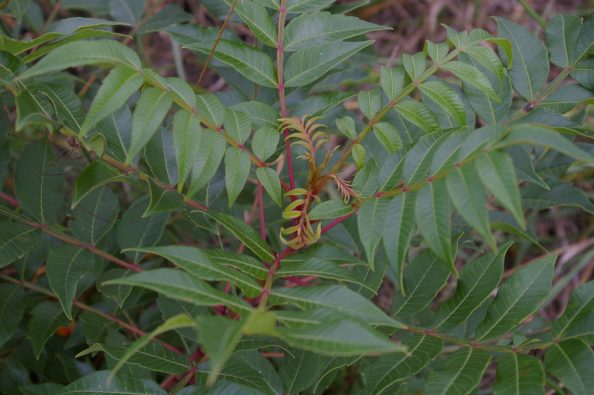 Is this poison sumac? – Walter Reeves: The Georgia Gardener