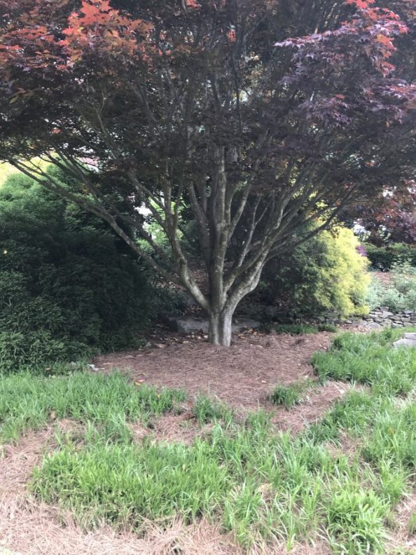 Beautiful Tree with Red Leaves All Year Long – Walter Reeves: The ...