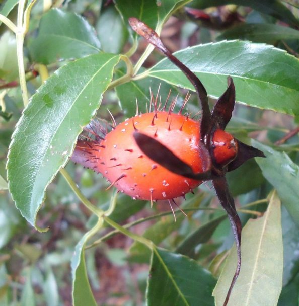 Spiked fruit – Walter Reeves: The Georgia Gardener