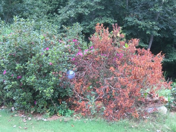 Dying Azaleas – Walter Reeves: The Georgia Gardener