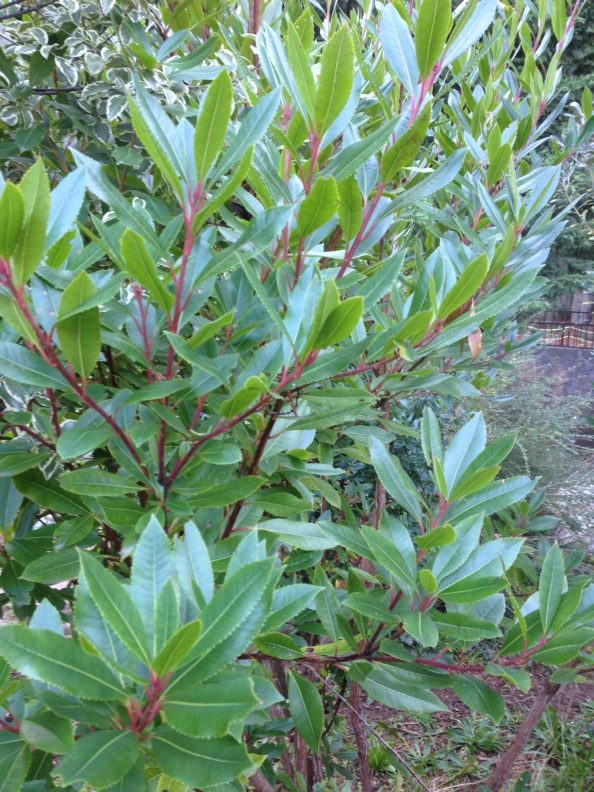 Tree-like shrub with bumpy berry – Walter Reeves: The Georgia Gardener