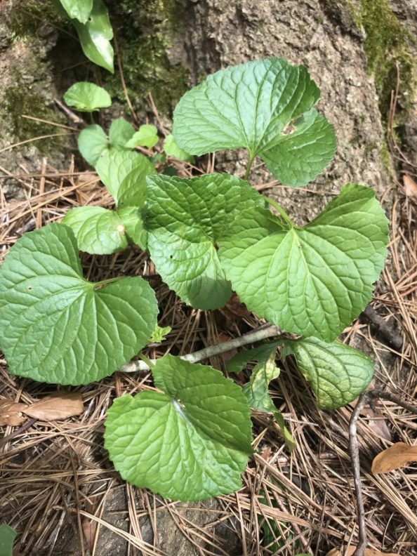 Weeds, Weeds, Weeds? – Walter Reeves: The Georgia Gardener