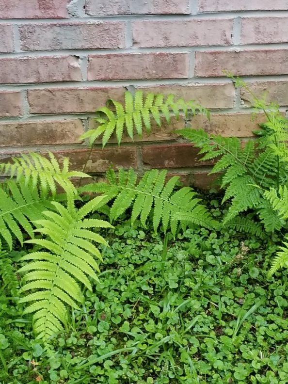 Southern Shield Fern – Identified – Walter Reeves: The Georgia Gardener
