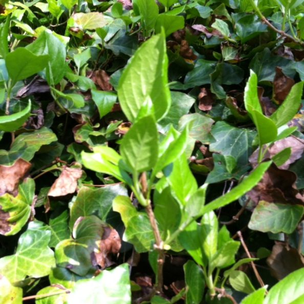 Unknown invasive plant in English Ivy bed – Walter Reeves: The Georgia ...