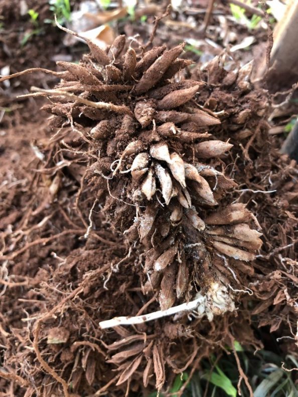 Vine – soft tendrils, large tuberous root clumps – Walter Reeves: The ...