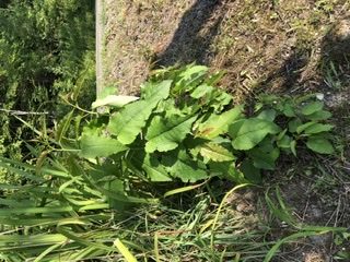Invasive Weeds with thick connected root system – Walter Reeves: The ...