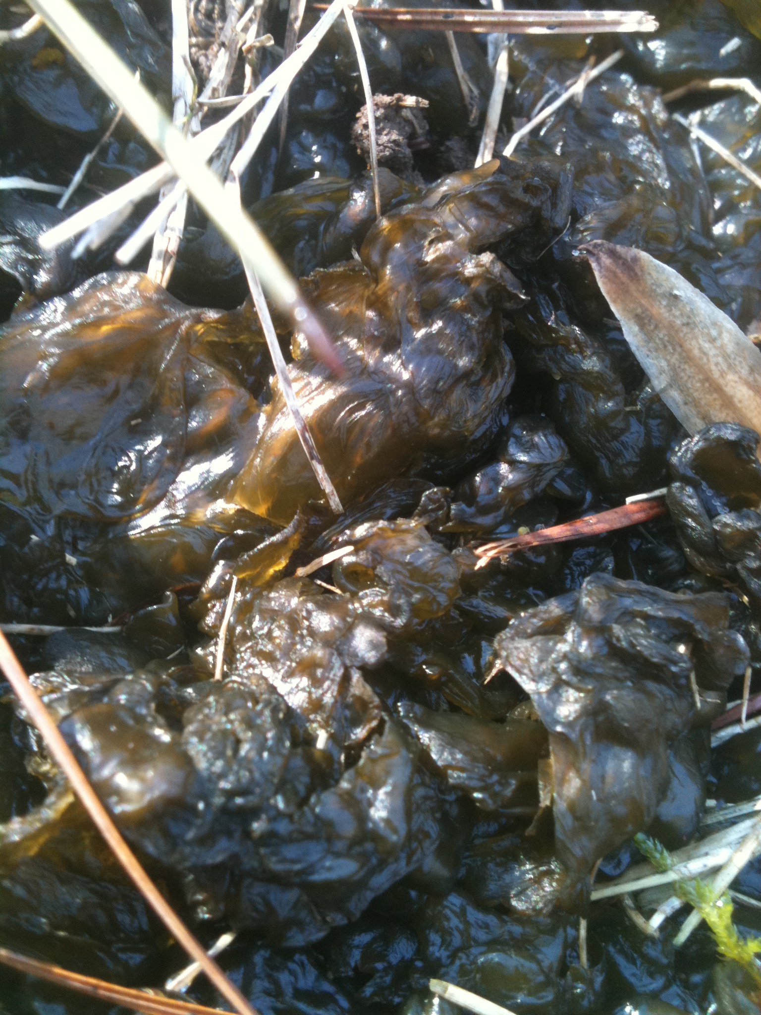 Green Globs (Algae, Nostoc) – In Lawn | Walter Reeves: The Georgia Gardener